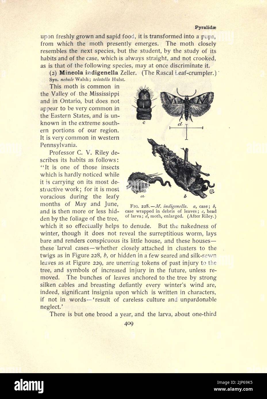 The moth book (Page 409, Fig. 228 Stock Photo - Alamy