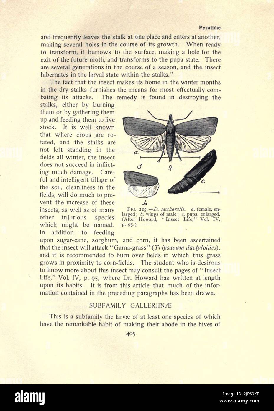 Fig 225 hi-res stock photography and images - Alamy