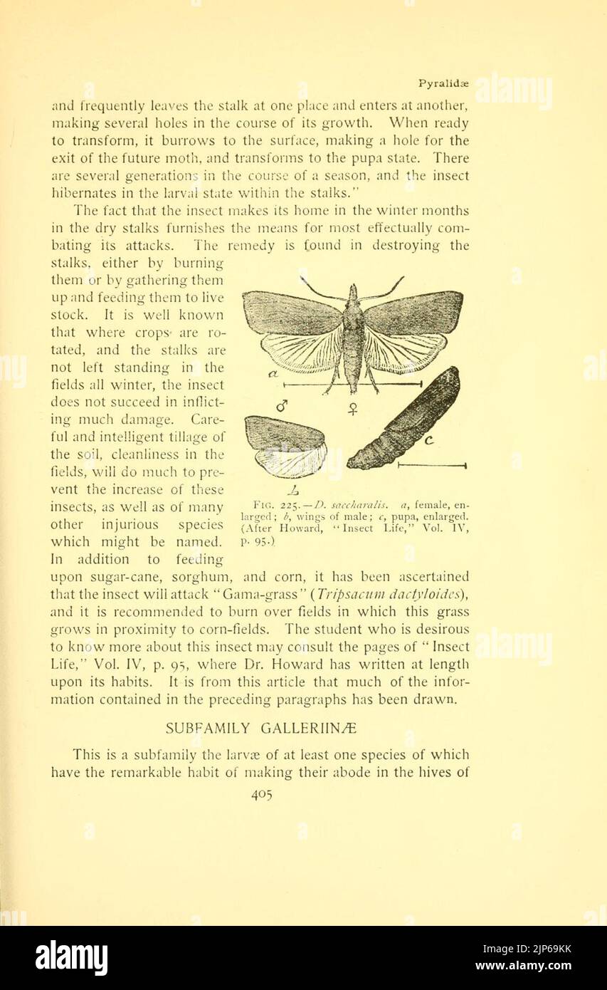 The moth book (Page 405 Stock Photo - Alamy