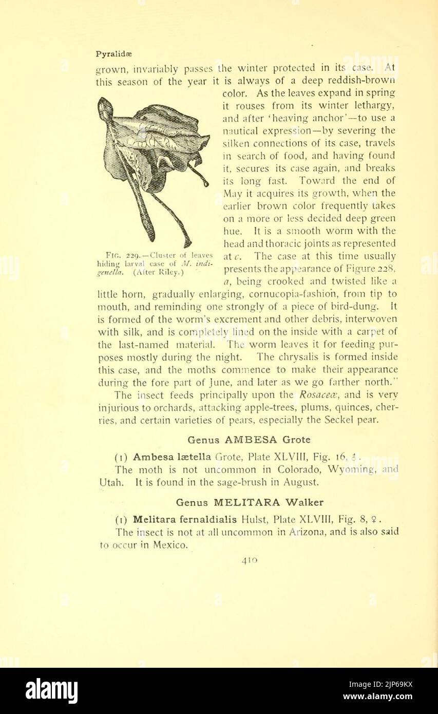 The moth book (Page 410 Stock Photo - Alamy