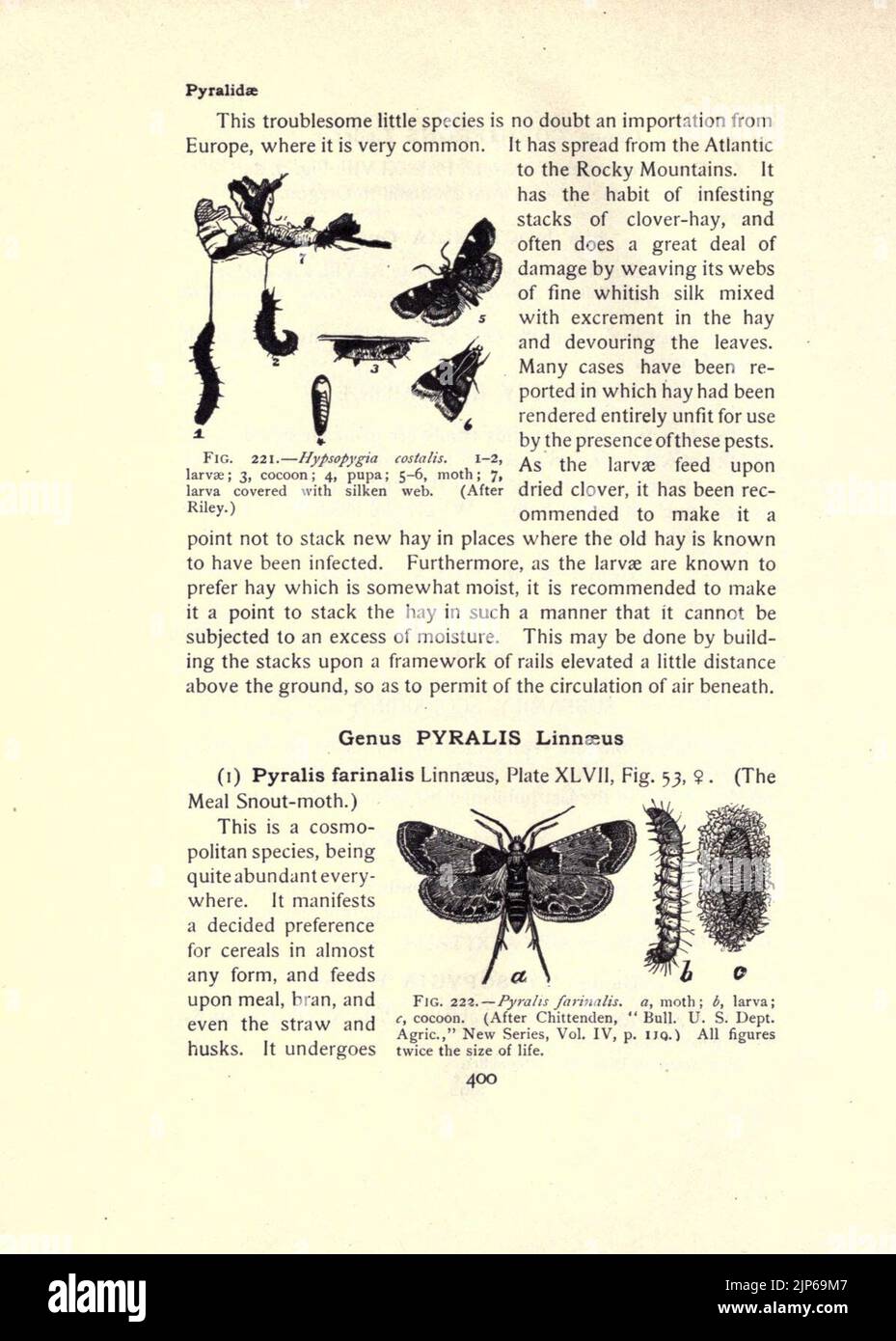 The moth book (Page 400, Figs. 221-222 Stock Photo - Alamy