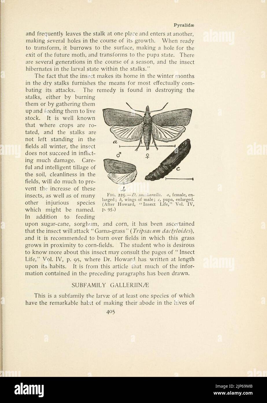 The moth book (Page 405 Stock Photo - Alamy