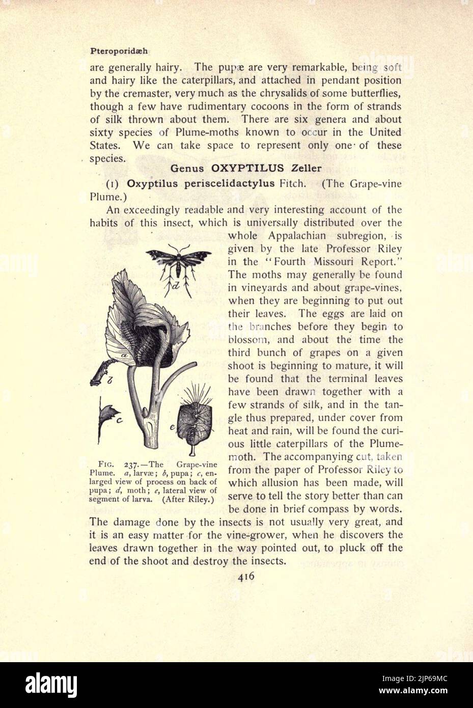 The moth book (Page 416, Fig. 237 Stock Photo - Alamy
