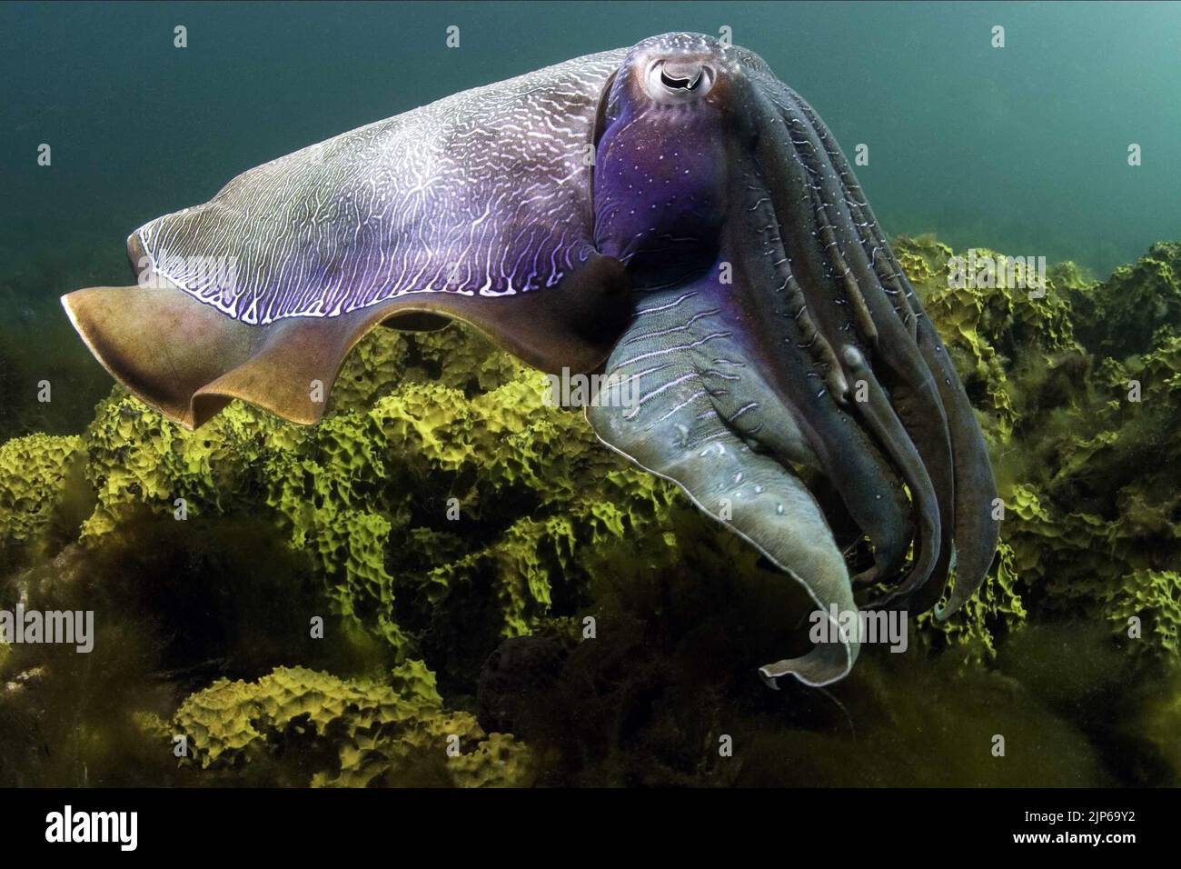 Giant cuttlefish hi-res stock photography and images - Alamy