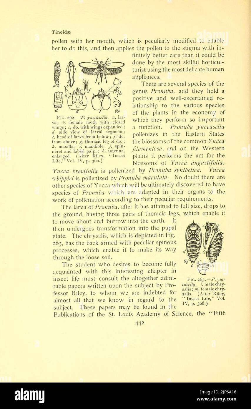 The moth book (Page 442 Stock Photo - Alamy