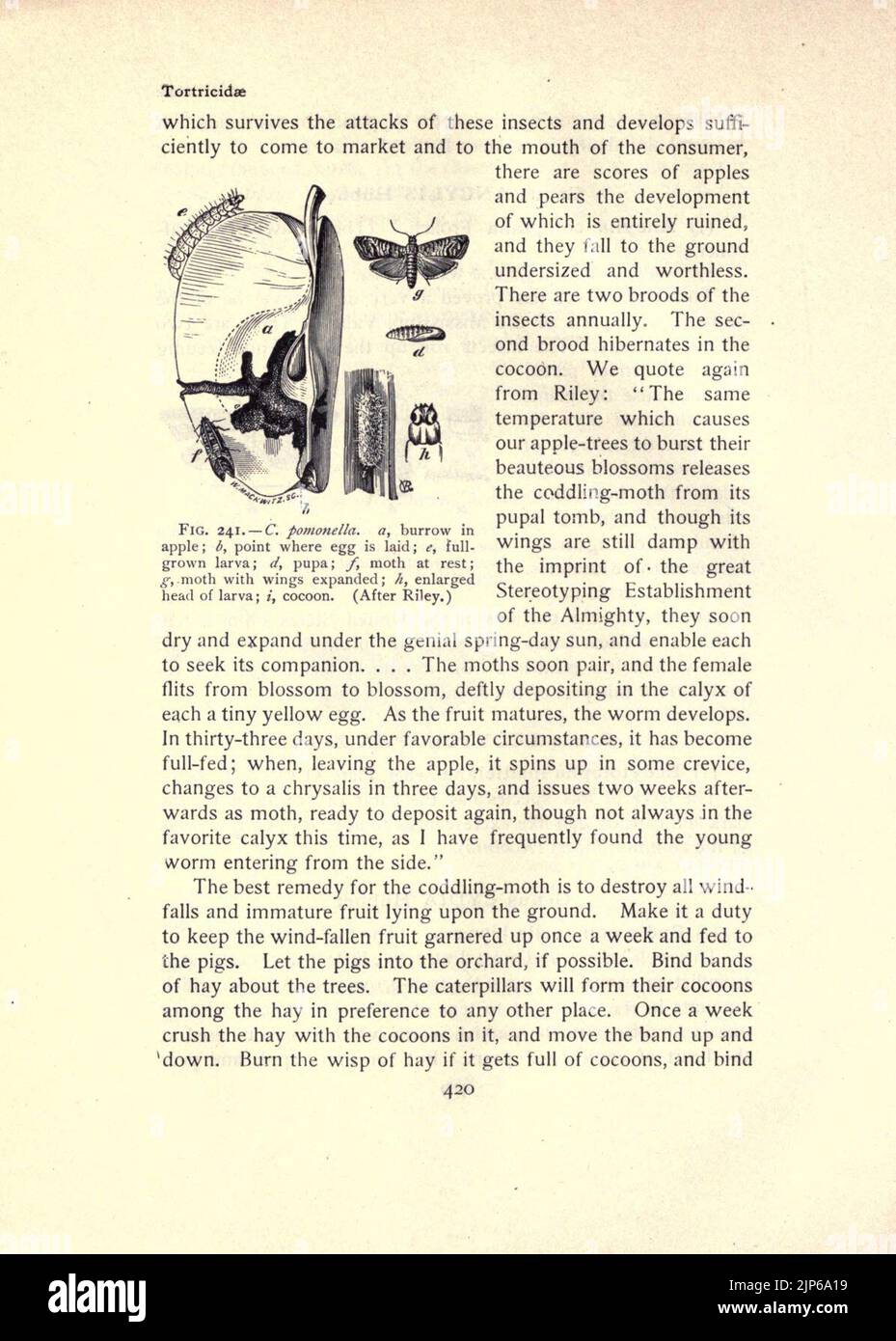 Fig 241 hi-res stock photography and images - Alamy