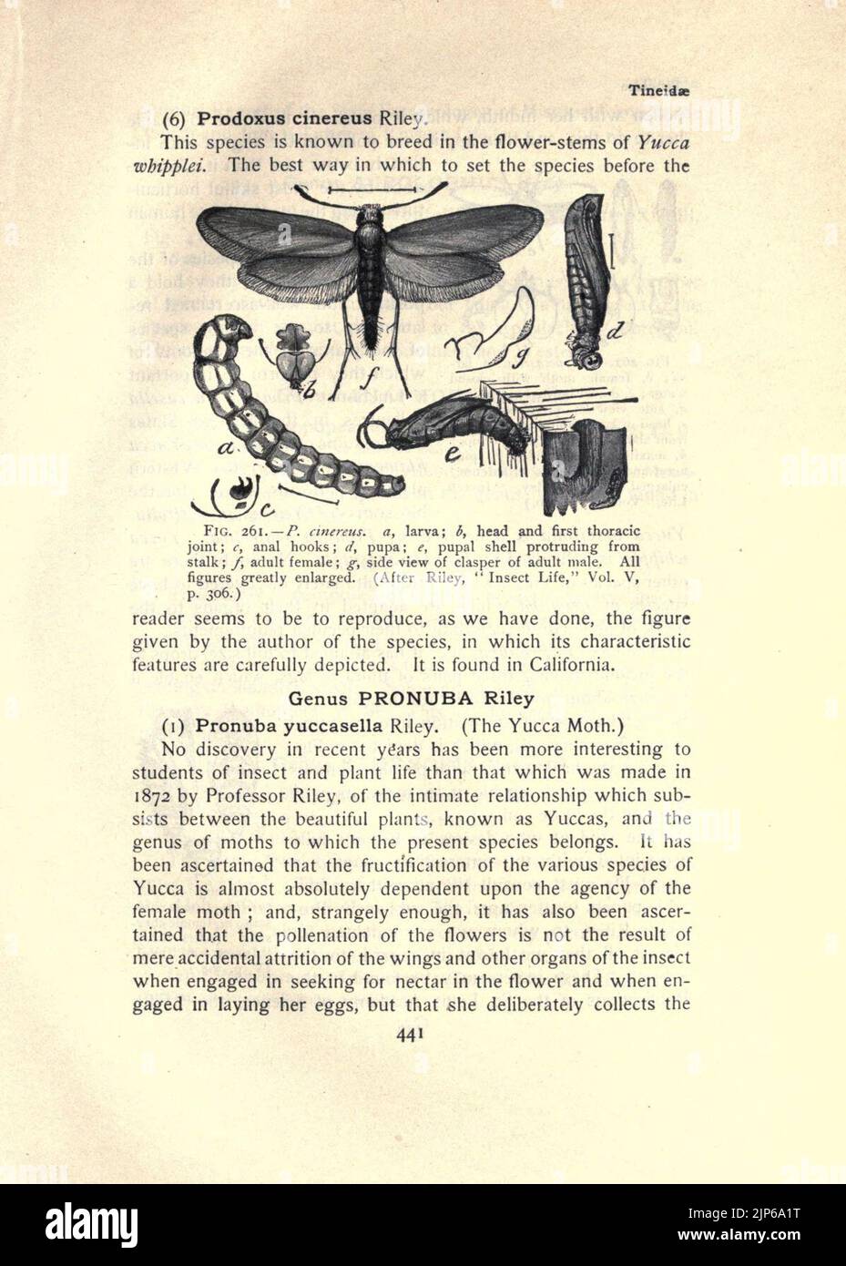 The moth book (Page 441, Fig. 261 Stock Photo - Alamy