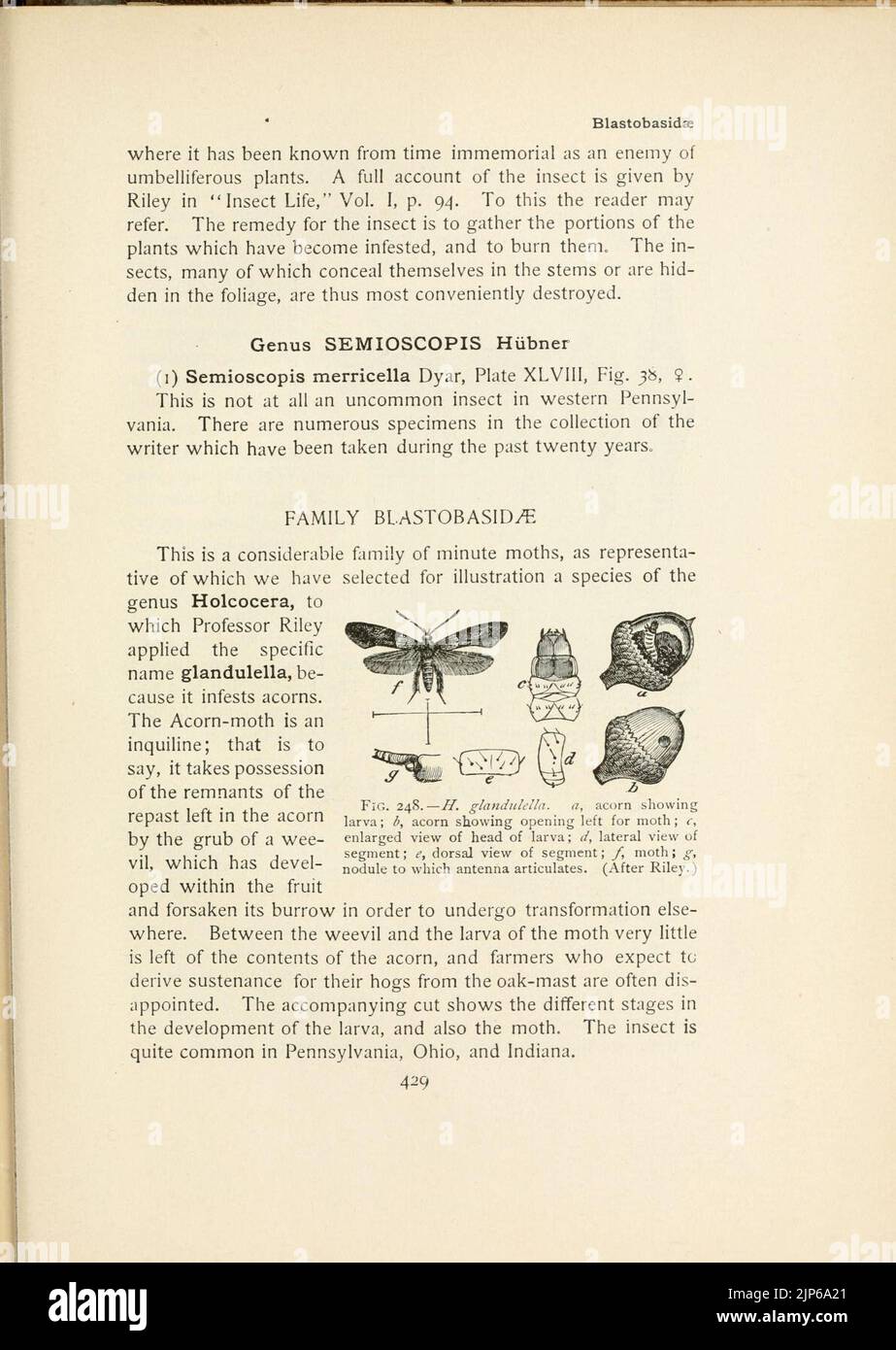 The moth book (Page 429 Stock Photo - Alamy