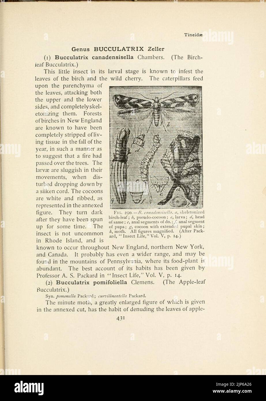 The moth book (Page 431 Stock Photo - Alamy