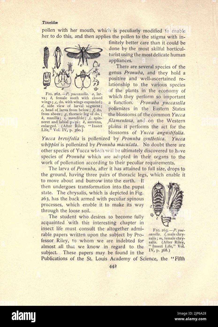 The moth book (Page 442, Figs. 262-263 Stock Photo - Alamy