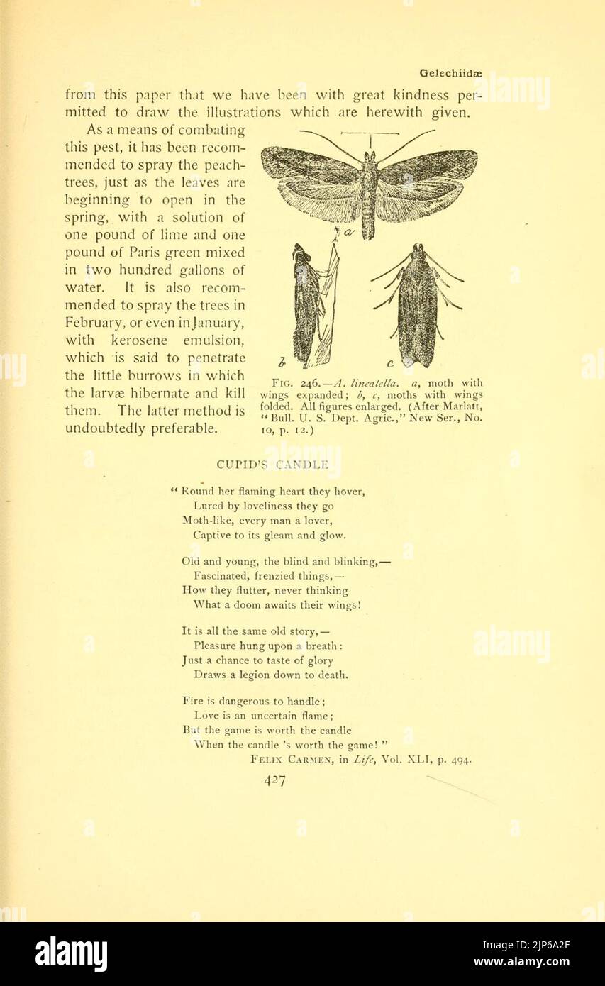 The moth book (Page 427 Stock Photo - Alamy