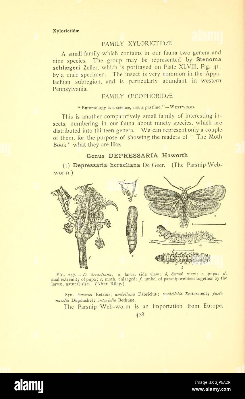 The moth book (Page 428 Stock Photo - Alamy