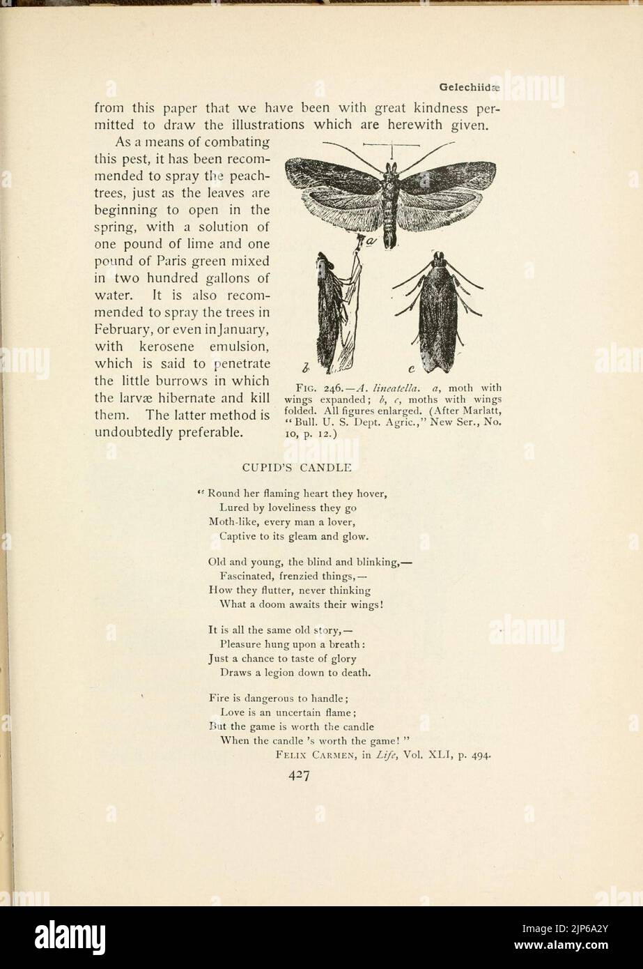 The moth book (Page 427 Stock Photo - Alamy