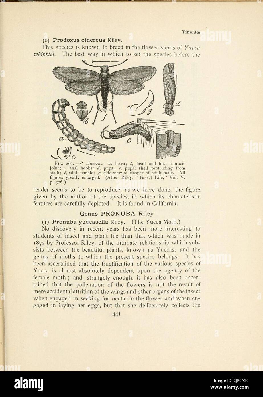 The moth book (Page 441 Stock Photo - Alamy