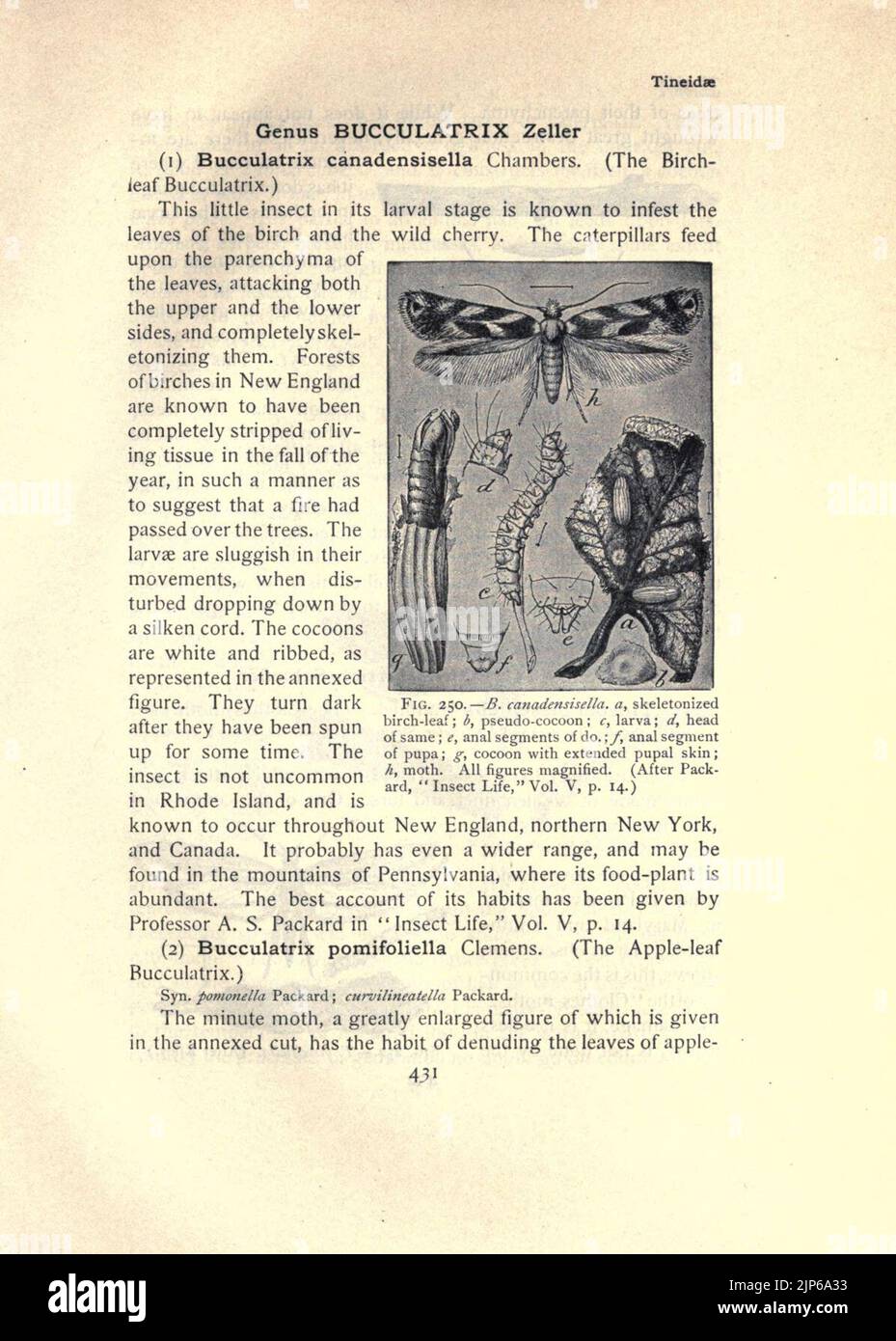 The moth book (Page 431, Fig. 250 Stock Photo - Alamy