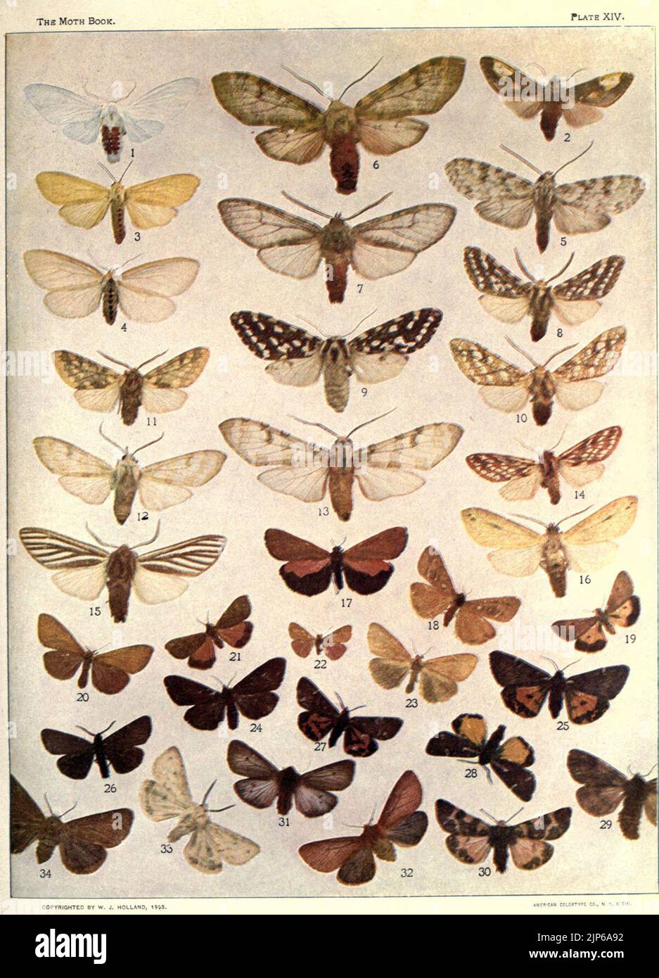 The moth book (Plate XIV Stock Photo - Alamy