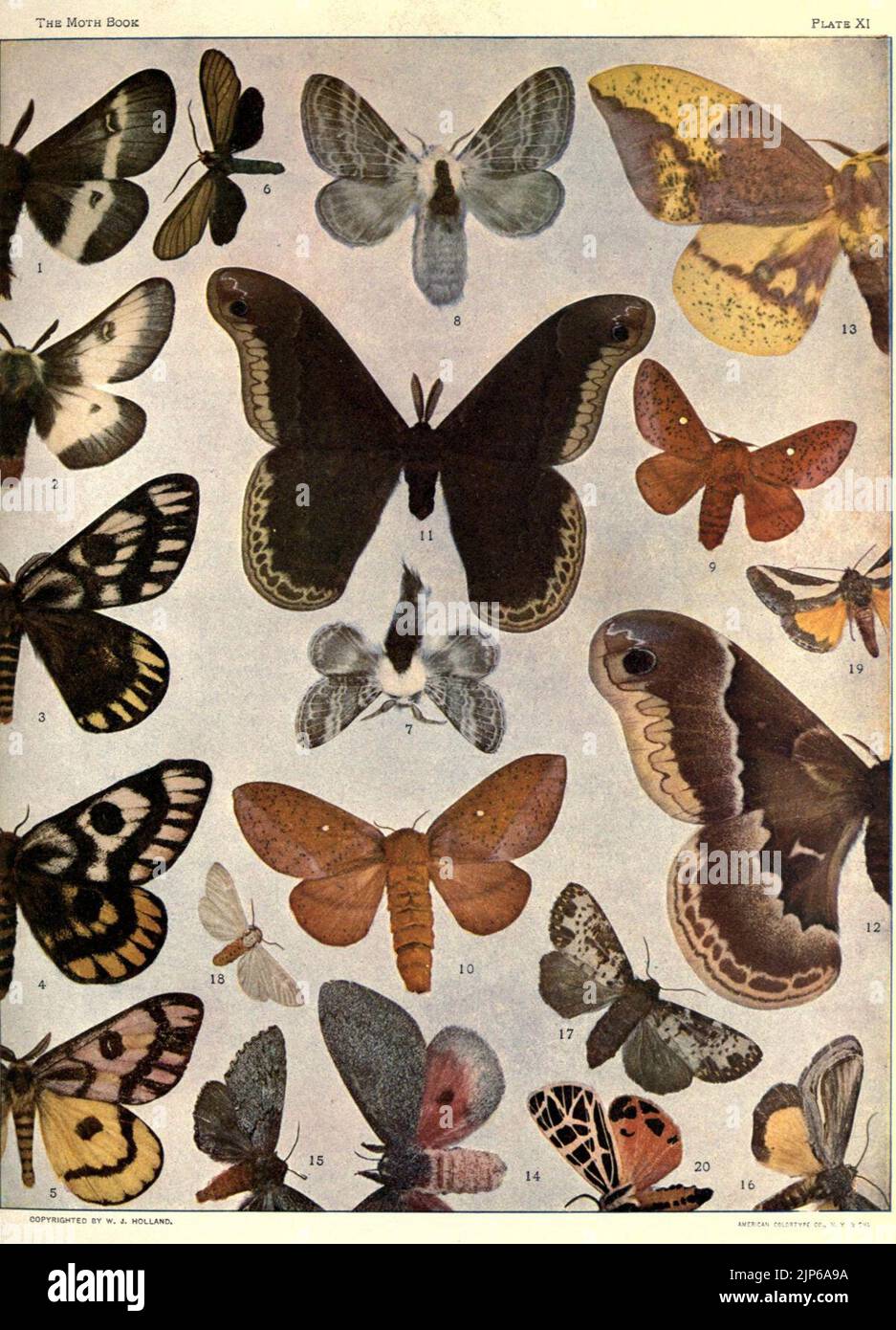 The moth book (Plate XI Stock Photo - Alamy