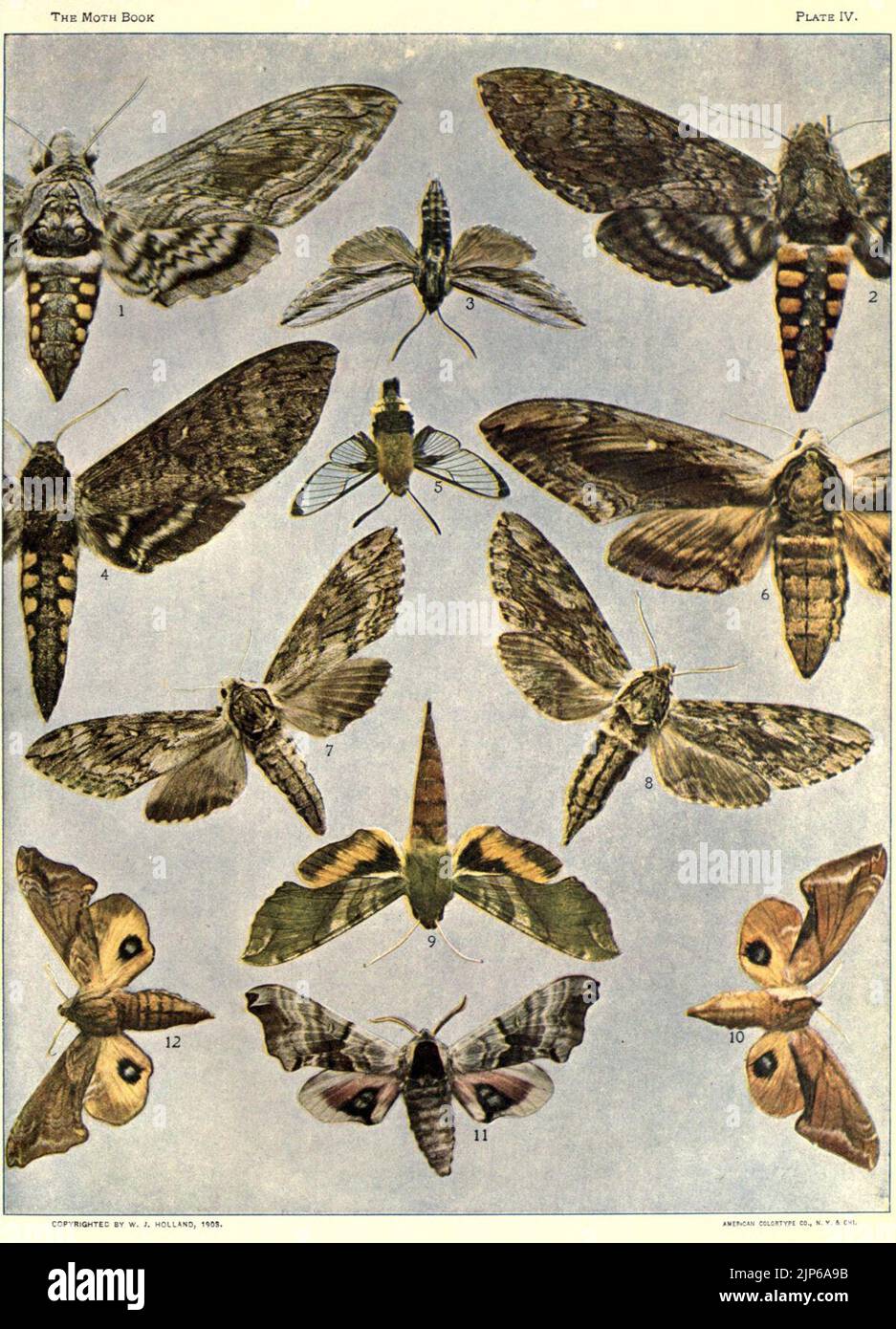 The moth book (Plate IV Stock Photo - Alamy