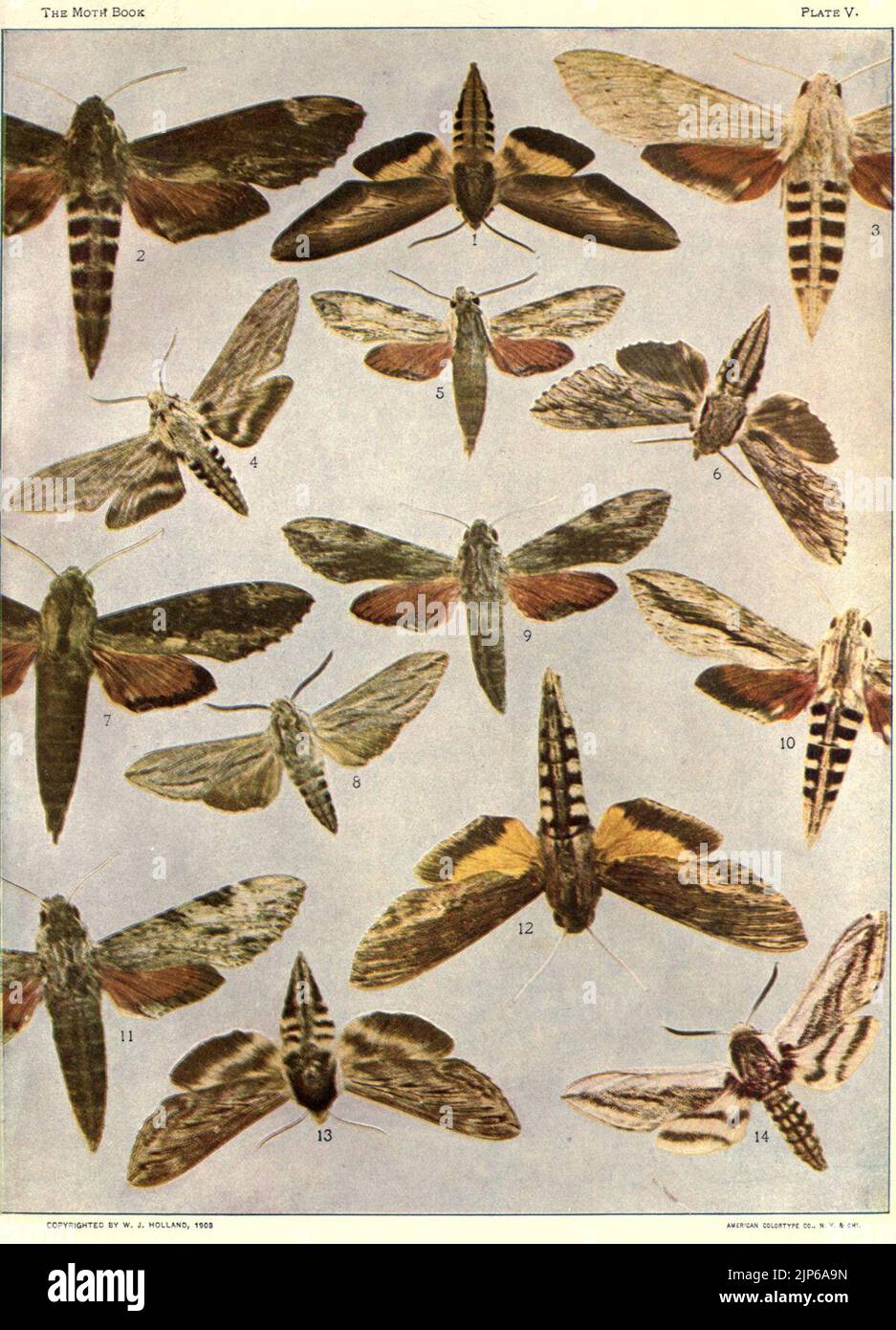 The moth book (Plate V Stock Photo - Alamy