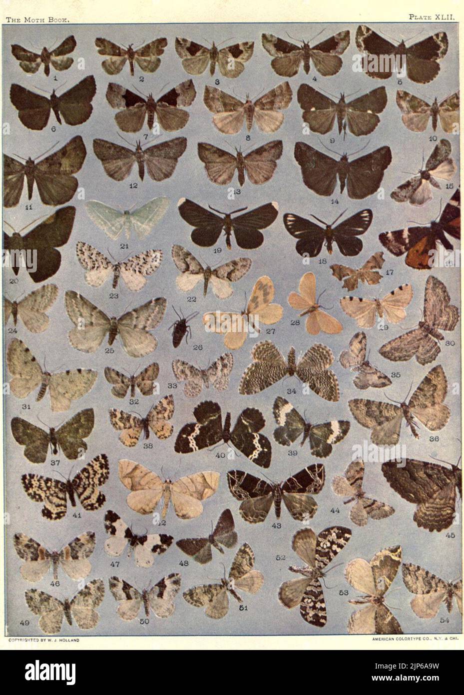The moth book (Plate XLII Stock Photo - Alamy