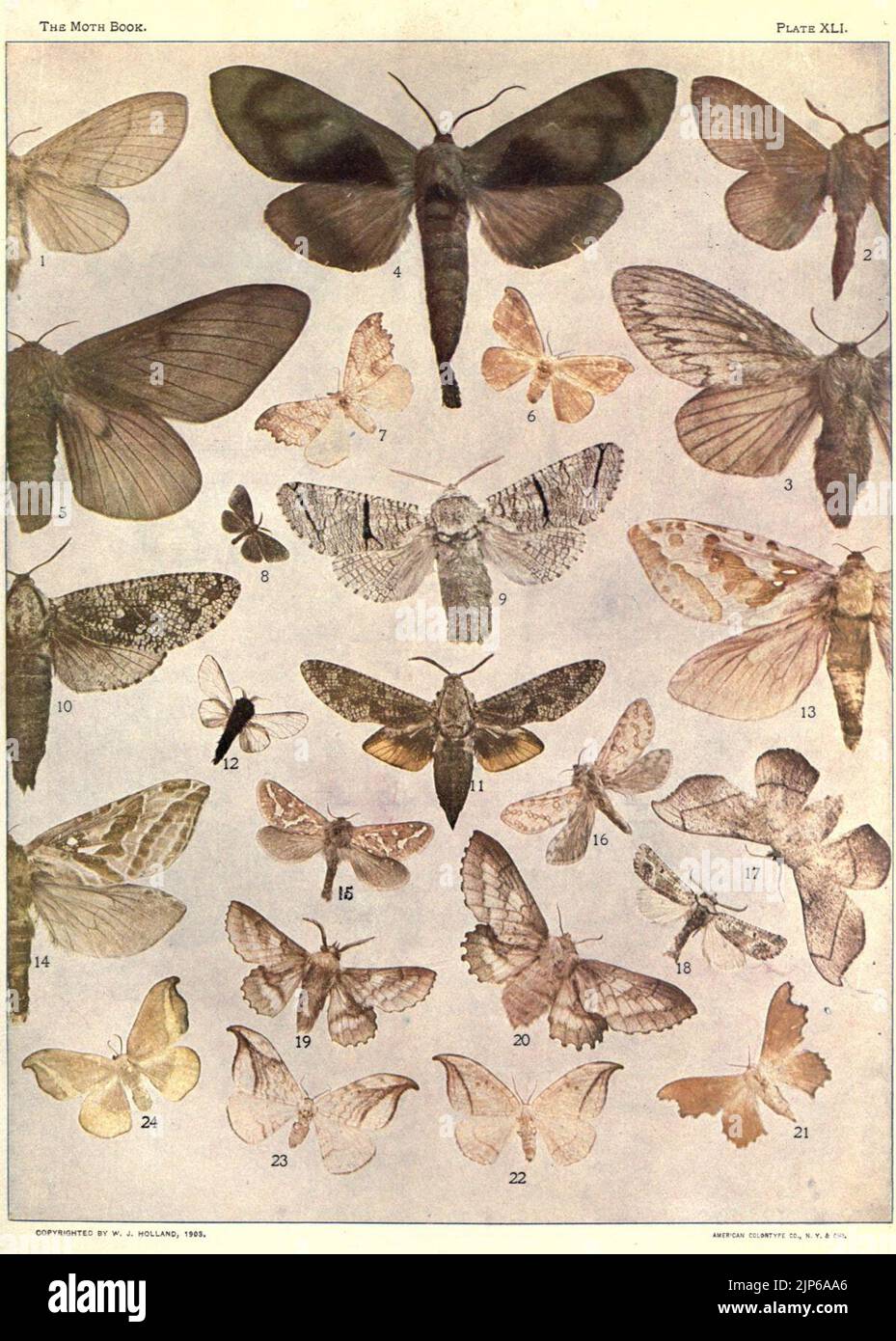 The moth book (Plate XLI Stock Photo - Alamy