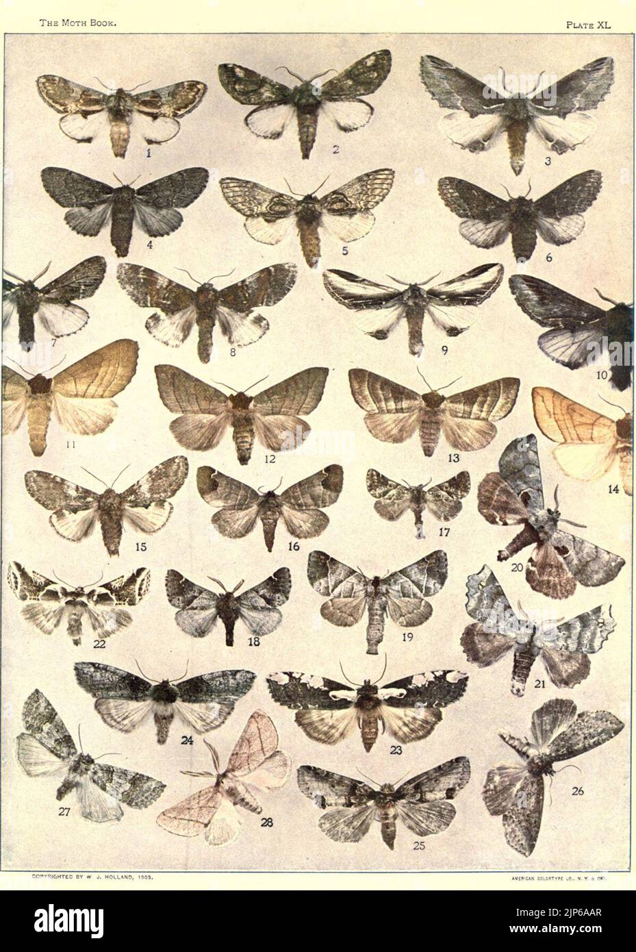 The moth book (Plate XL Stock Photo - Alamy