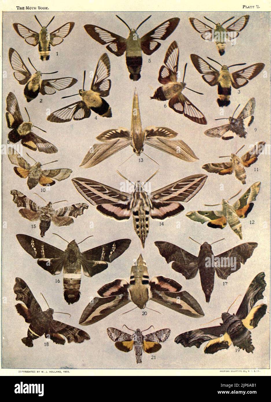 The moth book (Plate II Stock Photo - Alamy