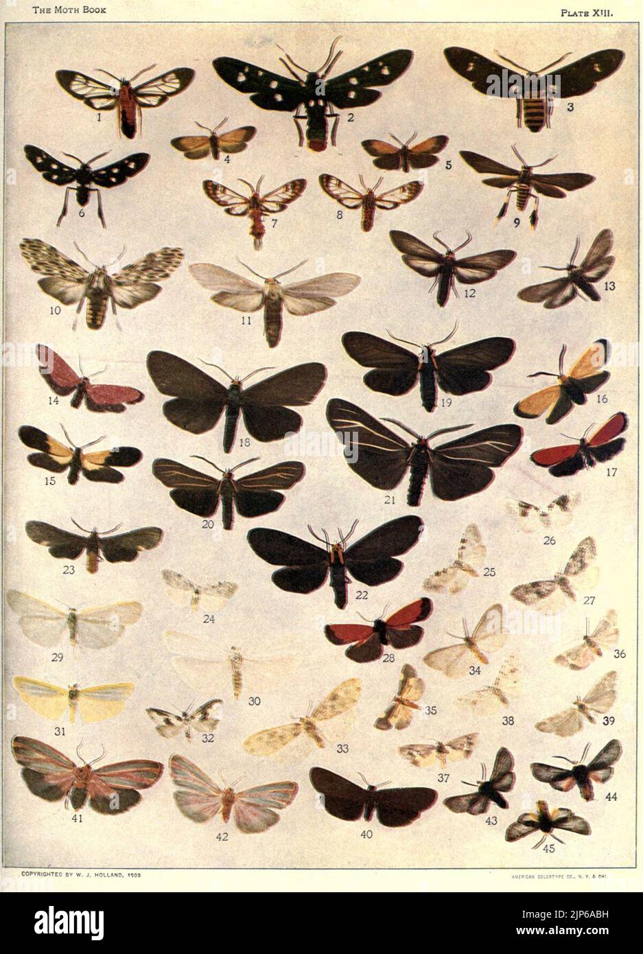 The moth book (Plate XIII Stock Photo - Alamy