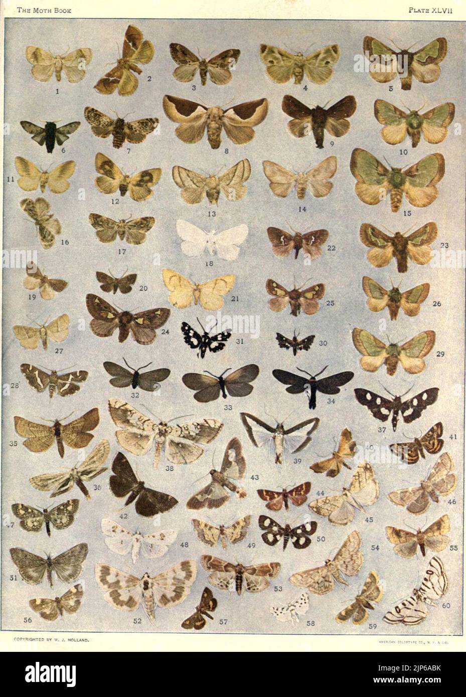 The moth book (Plate XLVII Stock Photo - Alamy