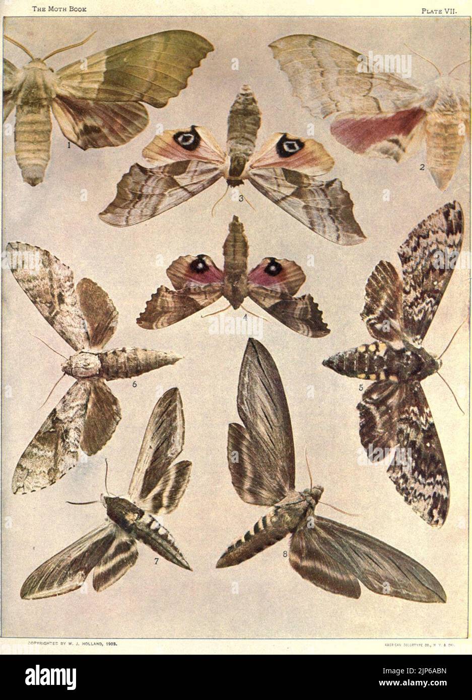 The moth book (Plate VII Stock Photo - Alamy