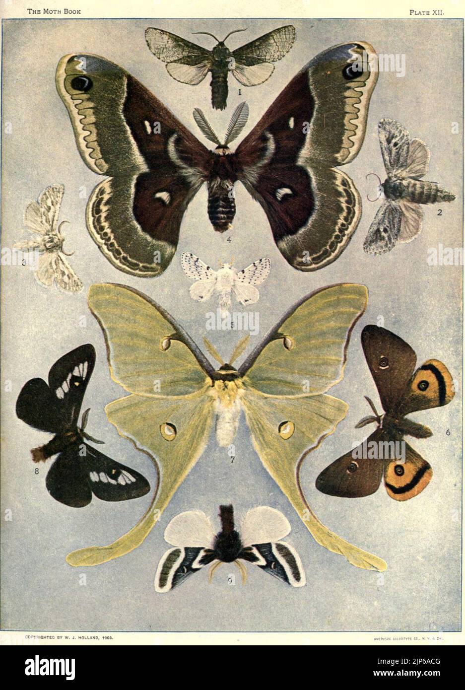 The moth book (Plate XII Stock Photo - Alamy