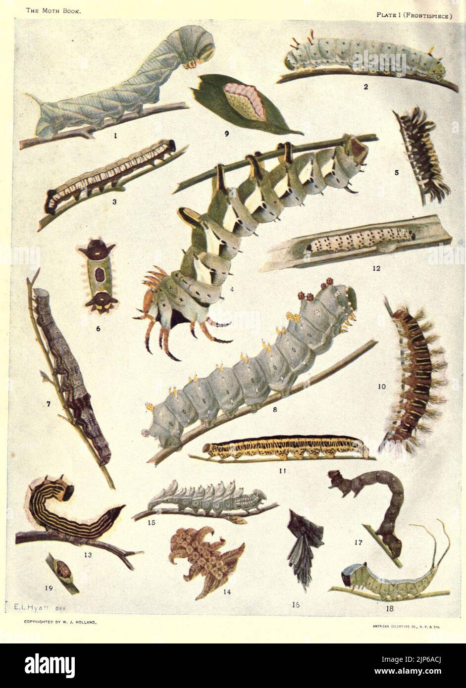 The moth book (Plate I Stock Photo - Alamy