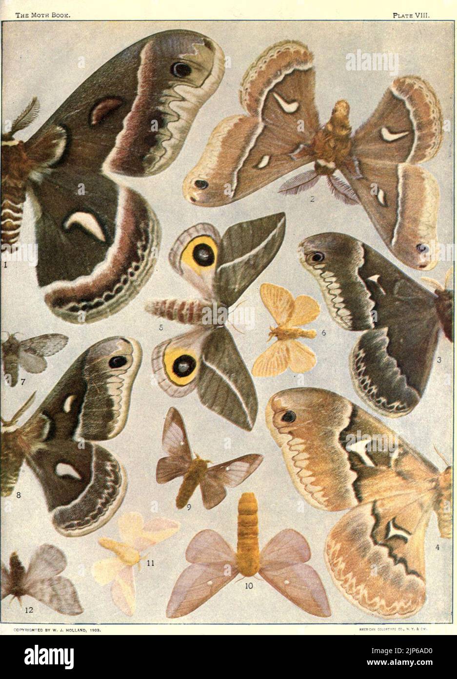 The moth book (Plate VIII Stock Photo - Alamy