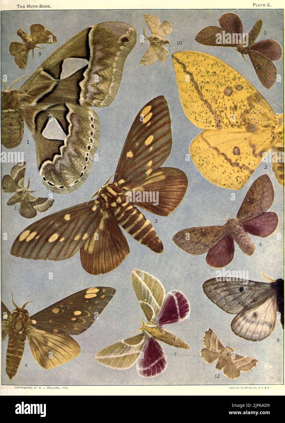The moth book (Plate X Stock Photo - Alamy