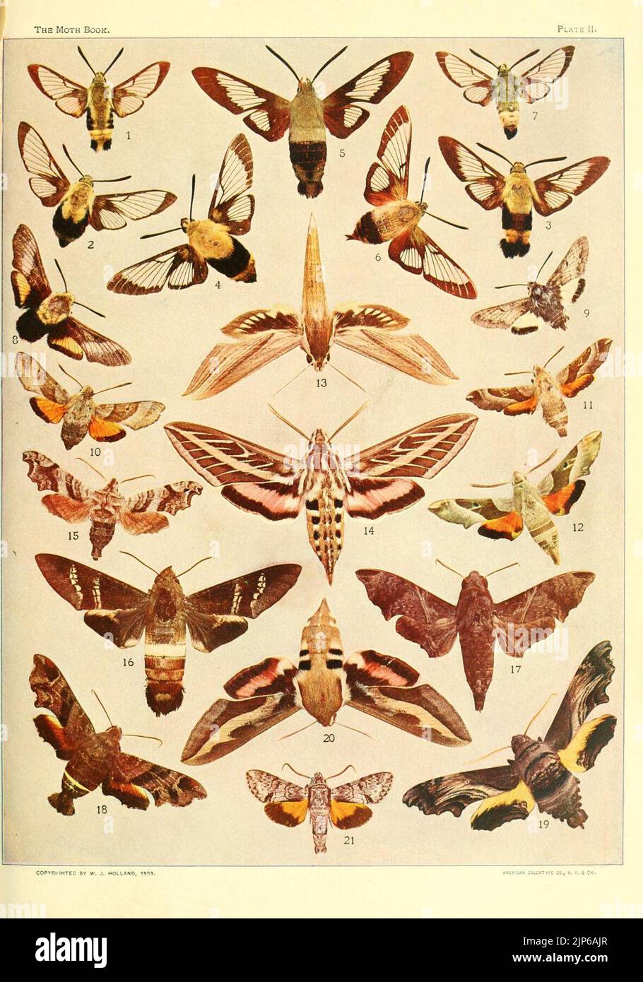 The moth book Stock Photo - Alamy