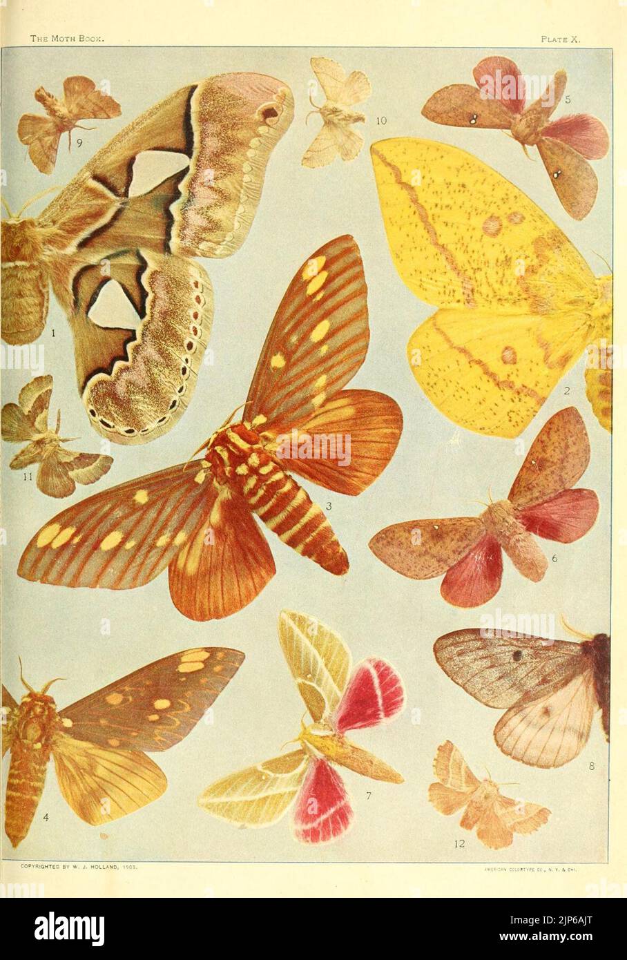 The moth book Stock Photo - Alamy