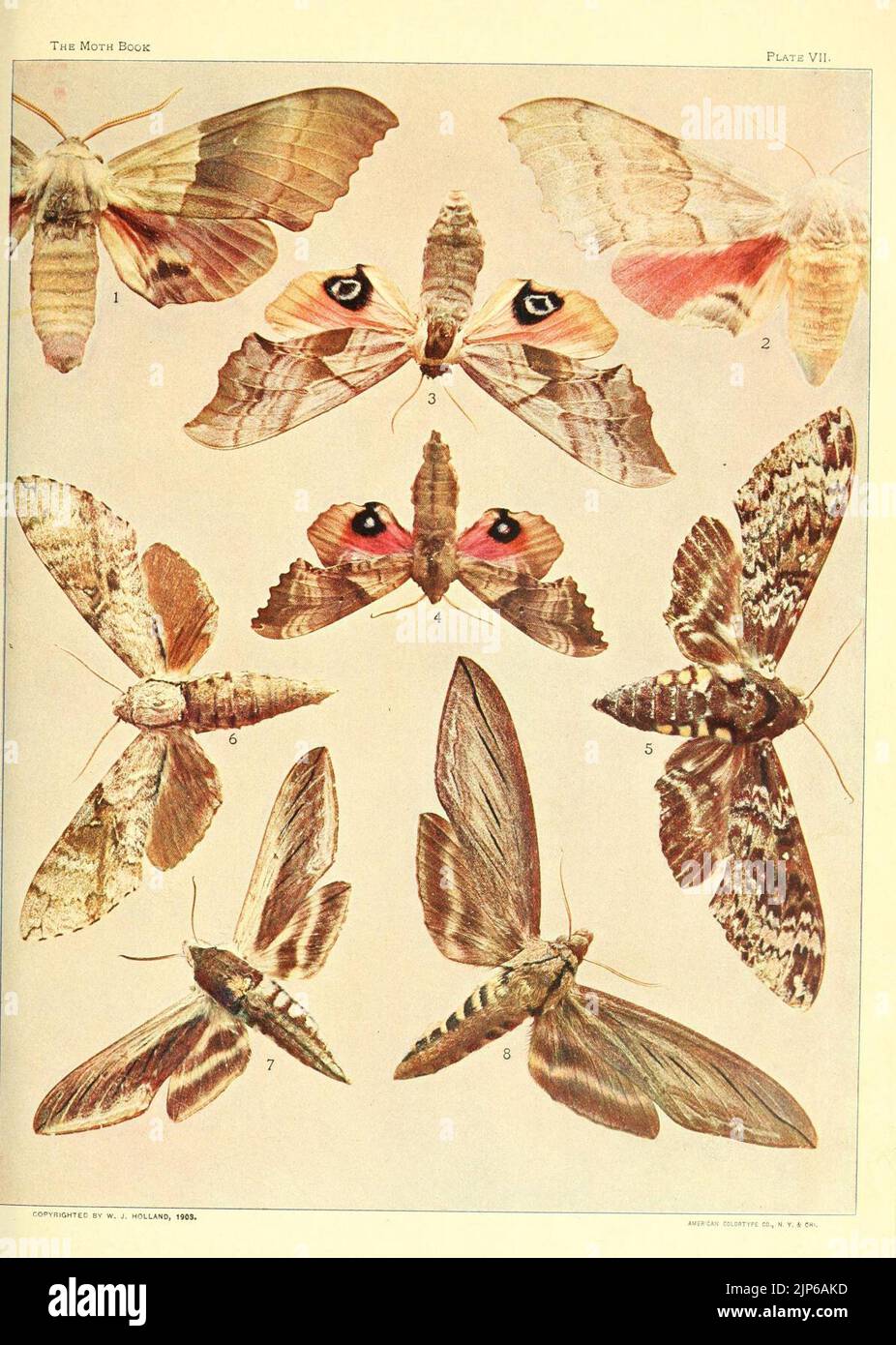 The moth book Stock Photo - Alamy
