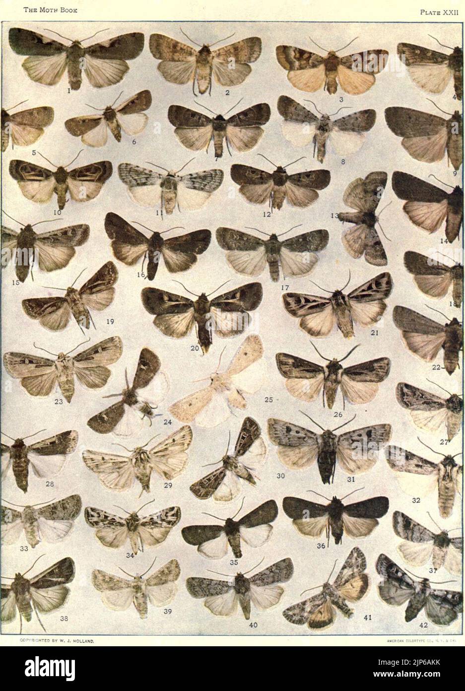 The moth book (Plate XXII Stock Photo - Alamy
