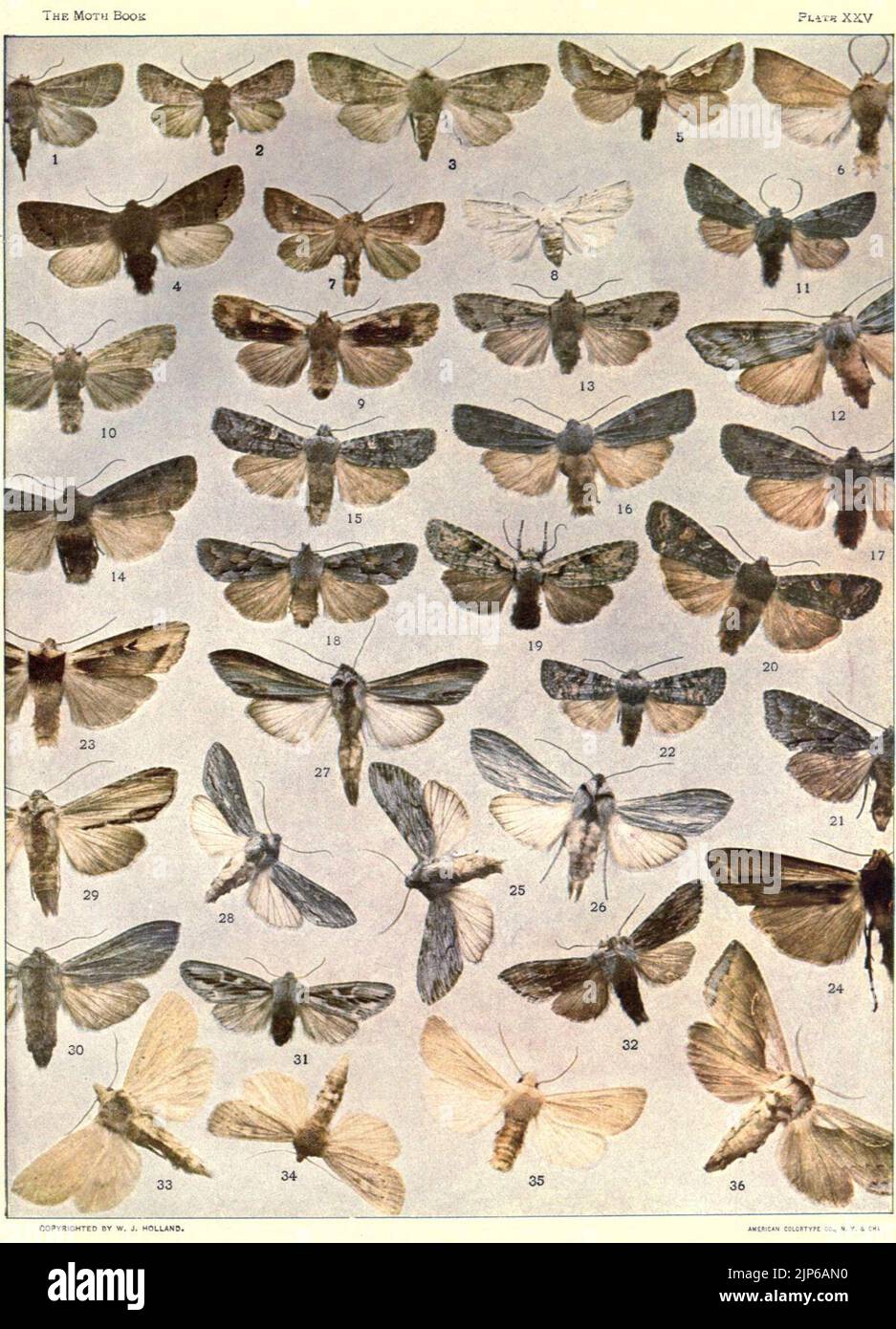 The moth book (Plate XXV Stock Photo - Alamy