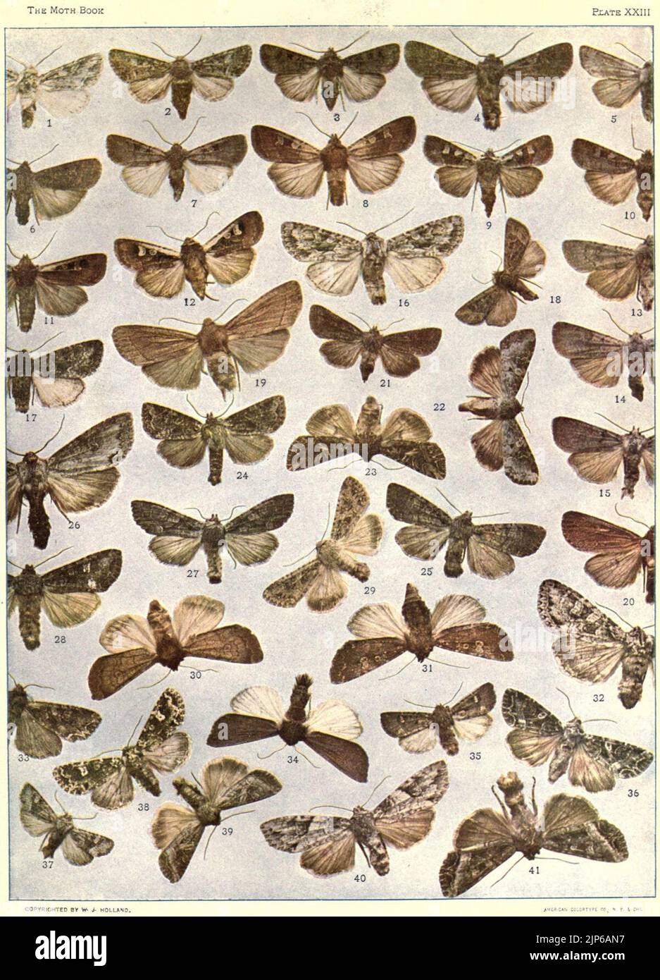 The moth book (Plate XXIII Stock Photo - Alamy