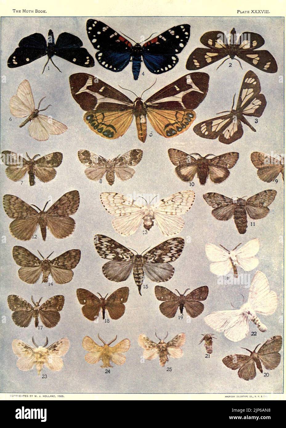 The moth book (Plate XXXVIII Stock Photo - Alamy