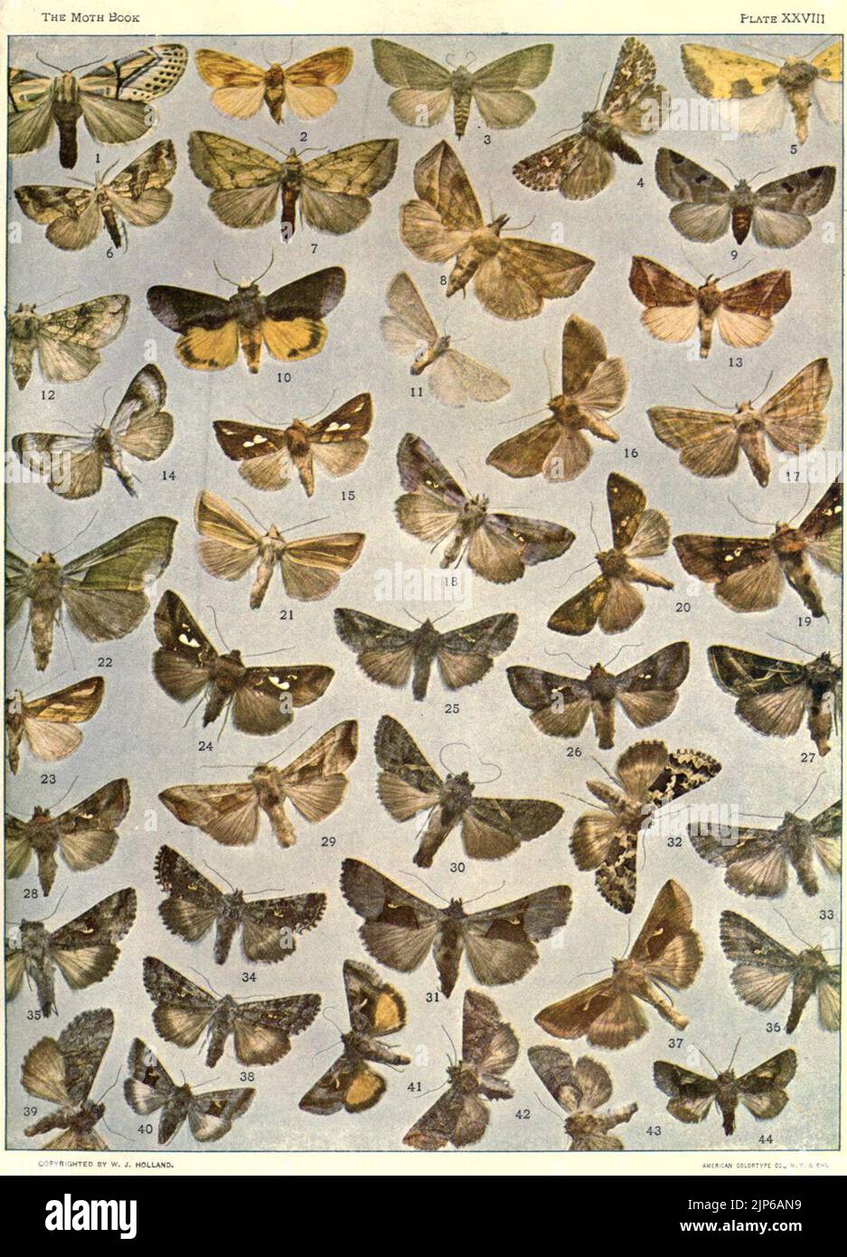 The moth book (Plate XXVIII Stock Photo - Alamy