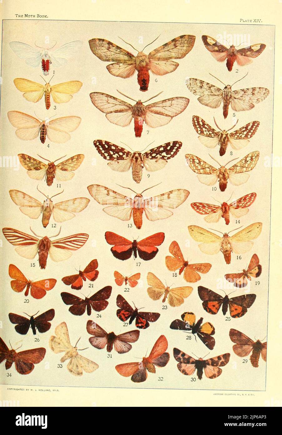 The moth book Stock Photo - Alamy