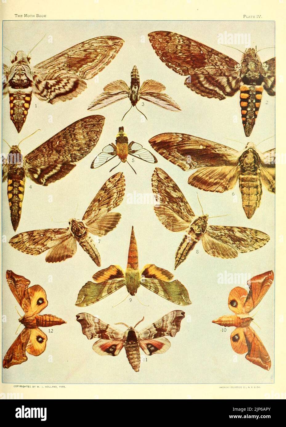 The moth book Stock Photo - Alamy