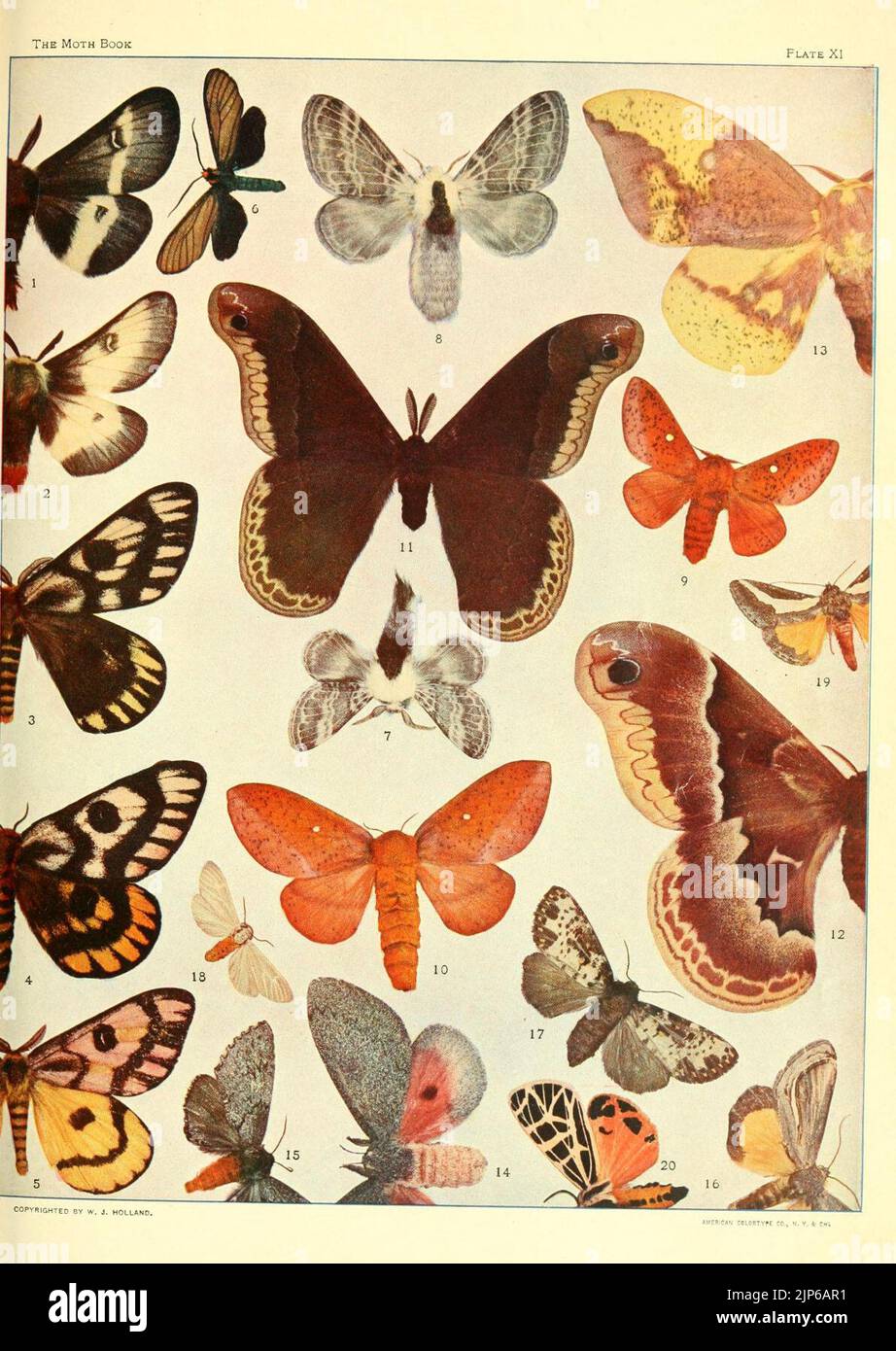 The moth book Stock Photo - Alamy