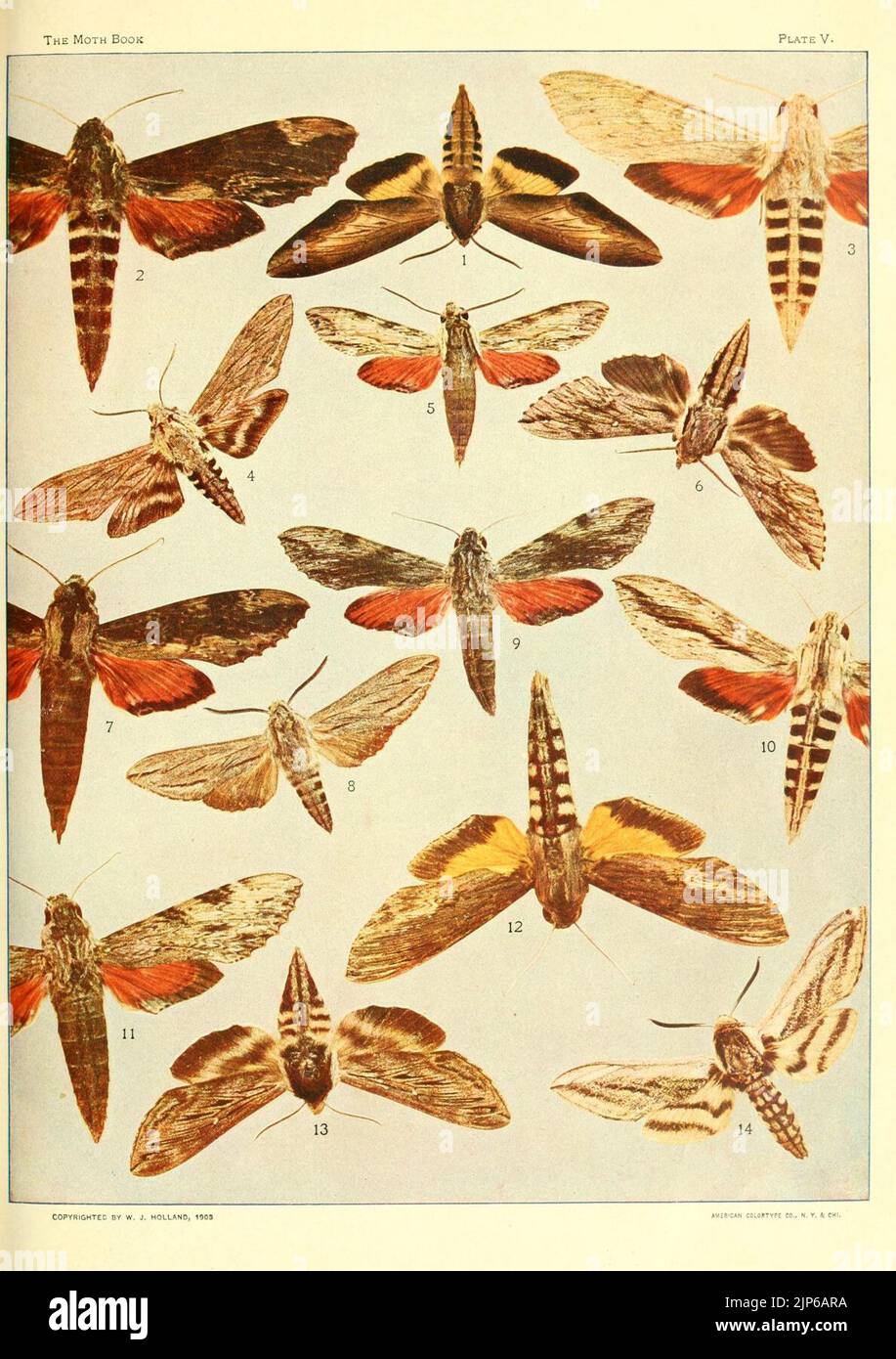 The moth book Stock Photo - Alamy