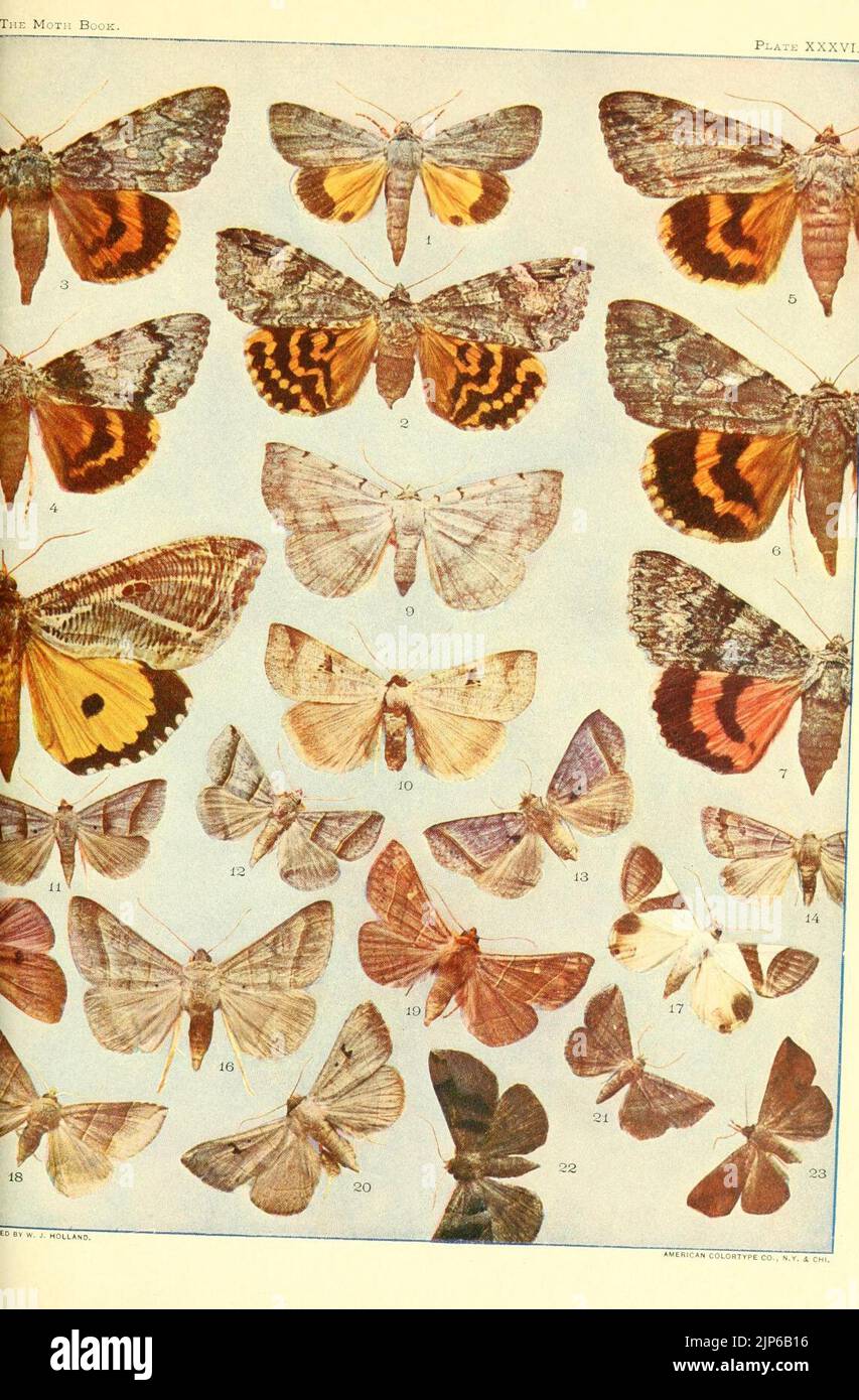 The moth book Stock Photo - Alamy