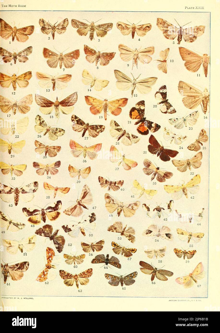 The moth book Stock Photo - Alamy
