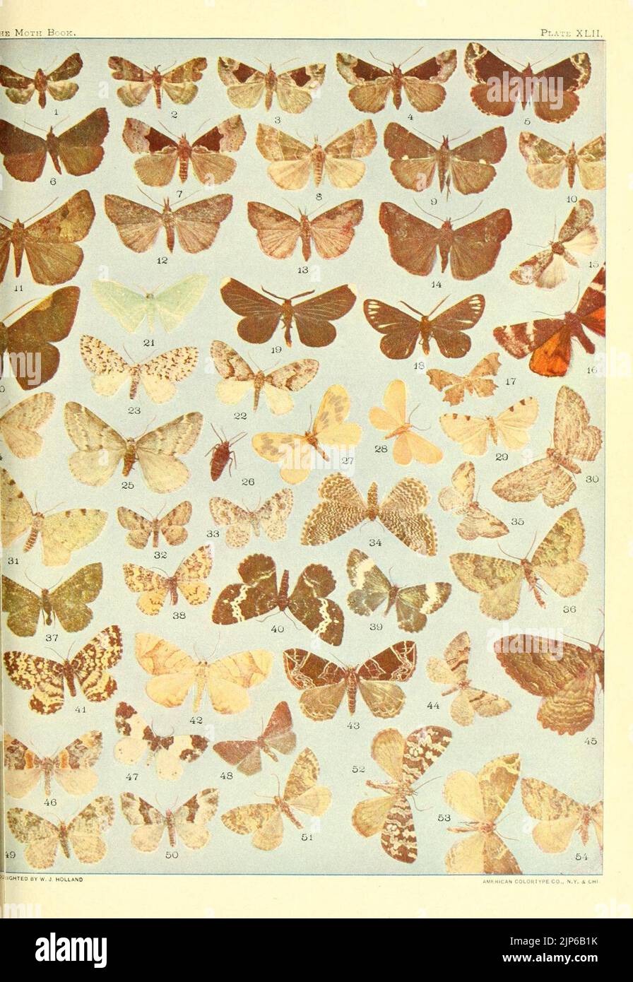 The moth book Stock Photo - Alamy