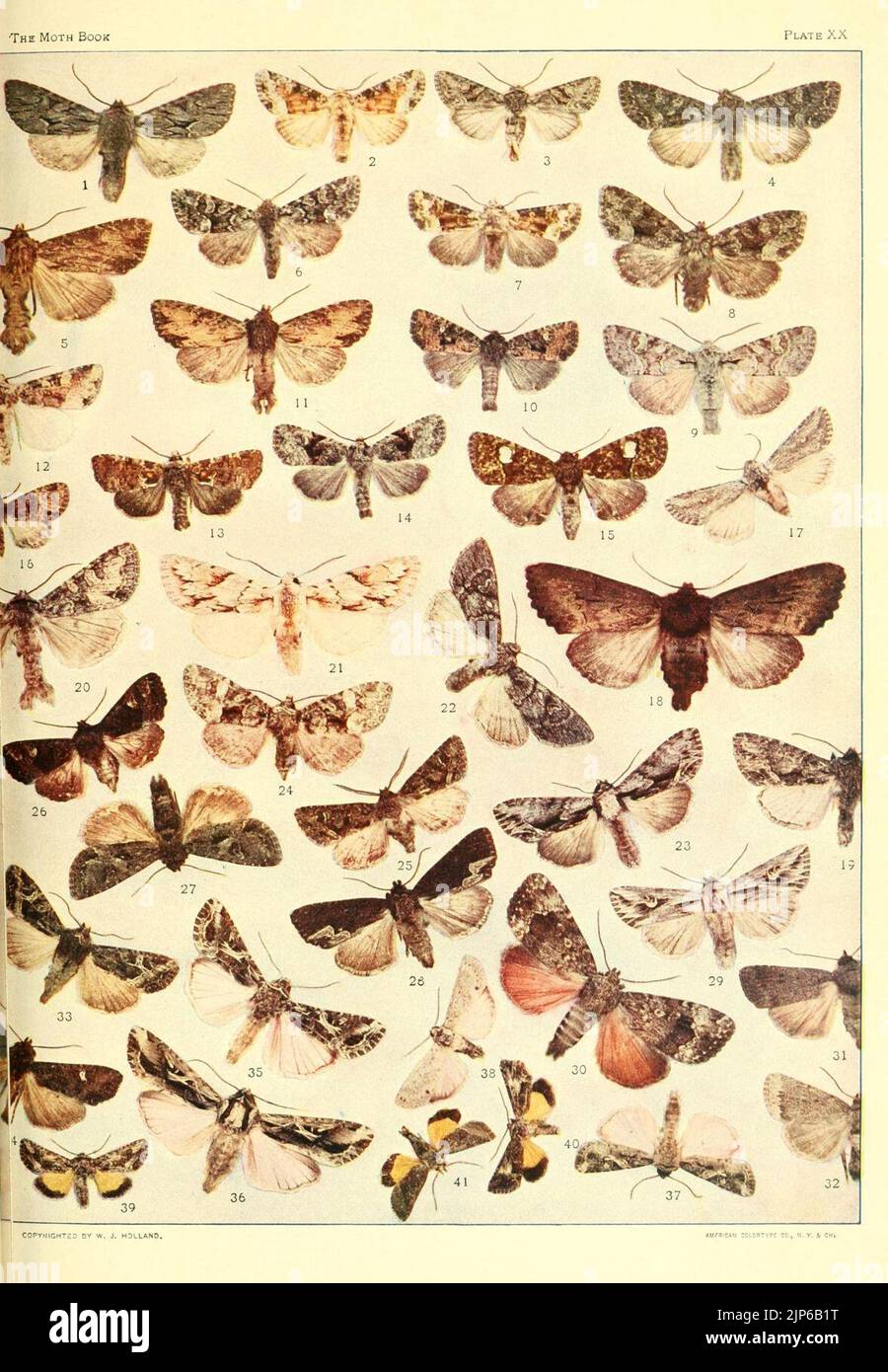 The moth book Stock Photo - Alamy